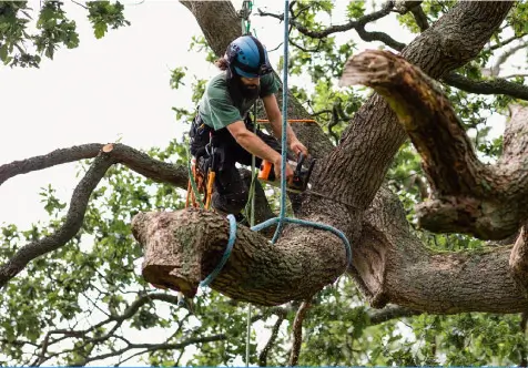 JM Tree Services in Richmond